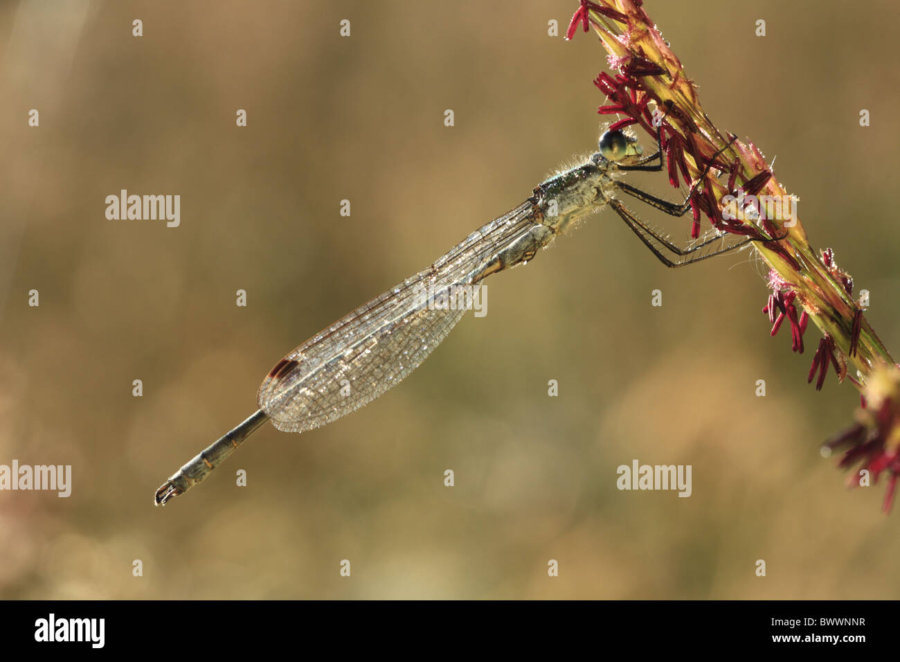 lestes sponsa emerald pond water sun reflection insect bug nature ...