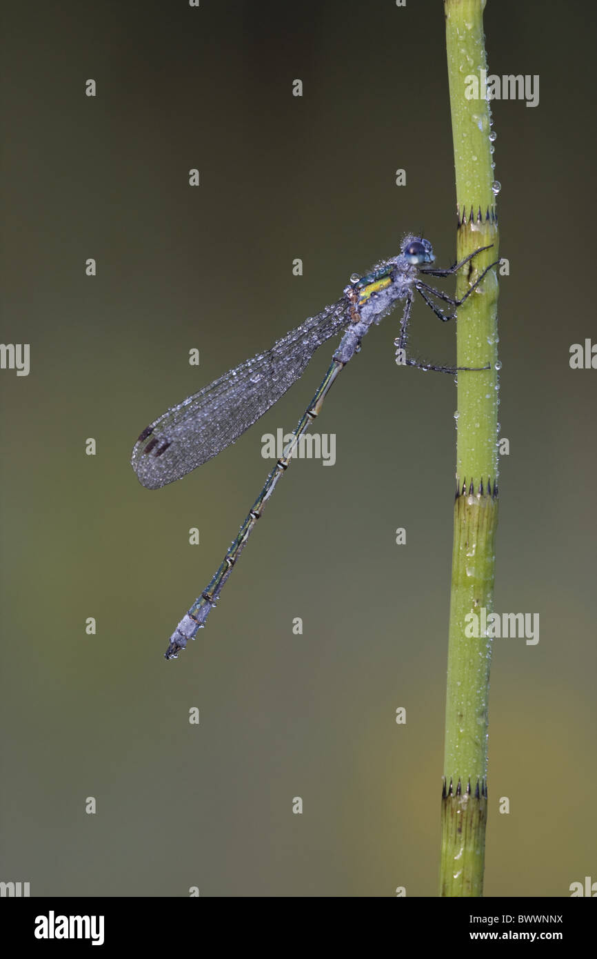 Emerald Damselfly (Lestes sponsa) adult male, resting on dew covered ...