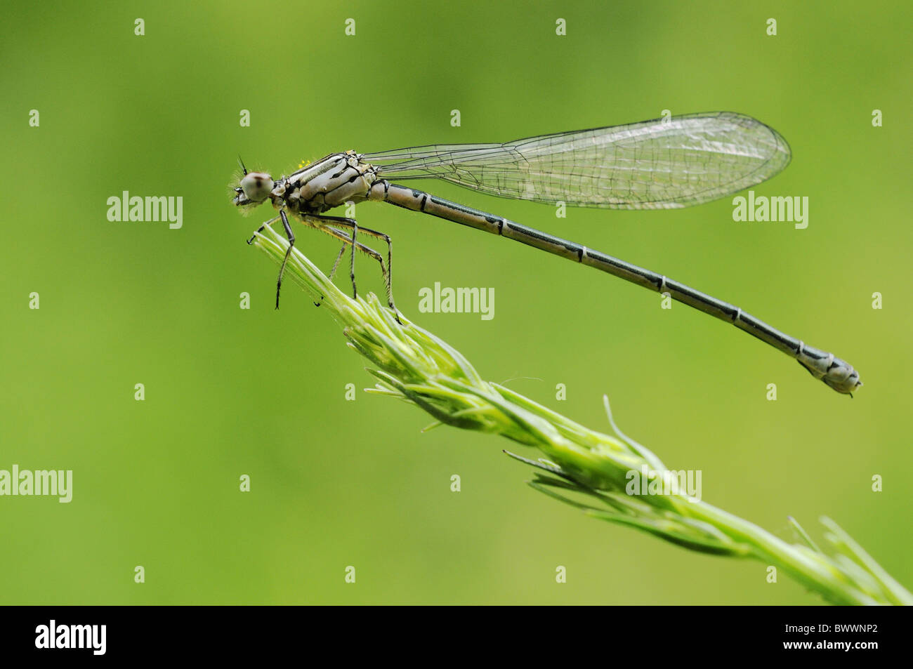 Coenagrion scitulum damselfly female insect Invertebrates Italy Odonata ...