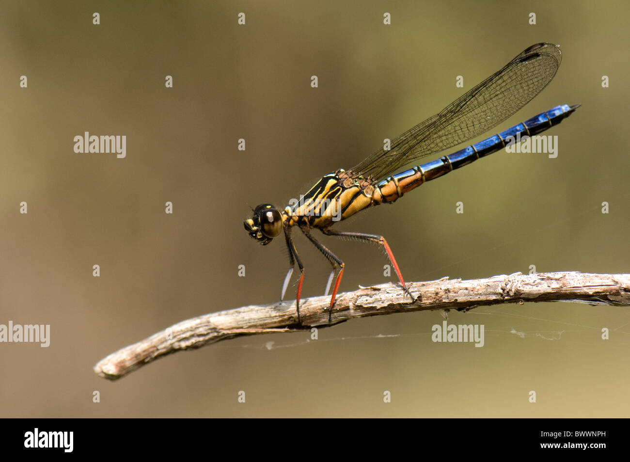 book ezemvelo grassland highveld insect sour veld south africa summer ...
