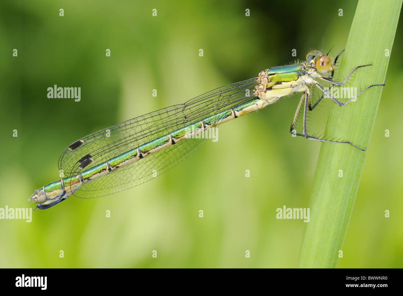 Lestes viridis damselfly insect invertebrate invertebrates animal ...