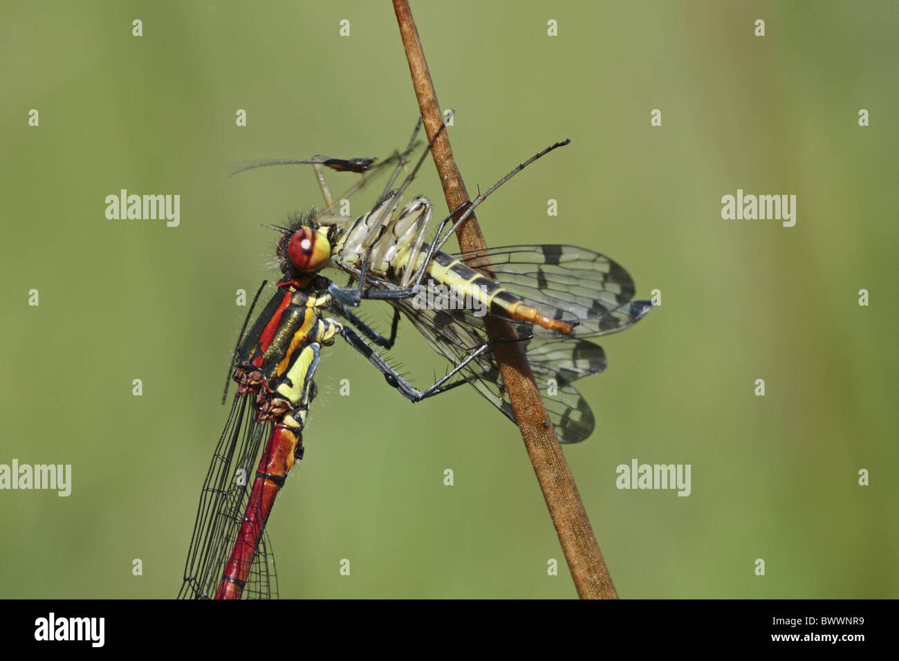 Pyrrhosoma nymphula large red insect bug nature natural wild wildlife ...