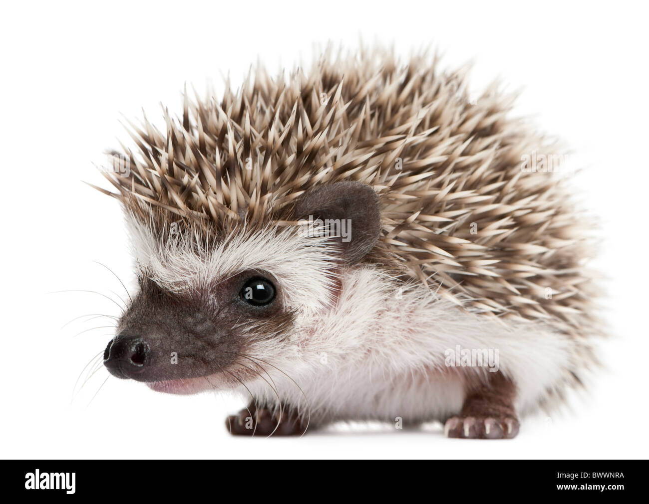 Hedgehog side view Cut Out Stock Images & Pictures - Alamy