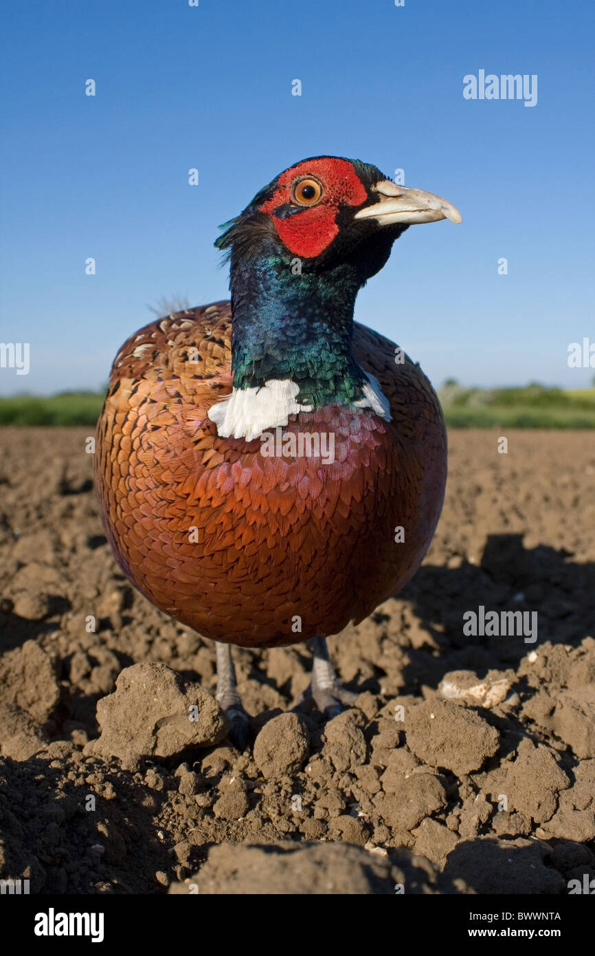 Common Pheasant (Phasianus colchicus) adult male, standing in ploughed field, Suffolk, England ...