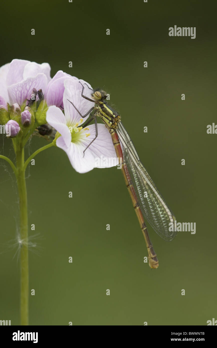 invertebrate invertebrates animal animals arthropod arthropods insect ...