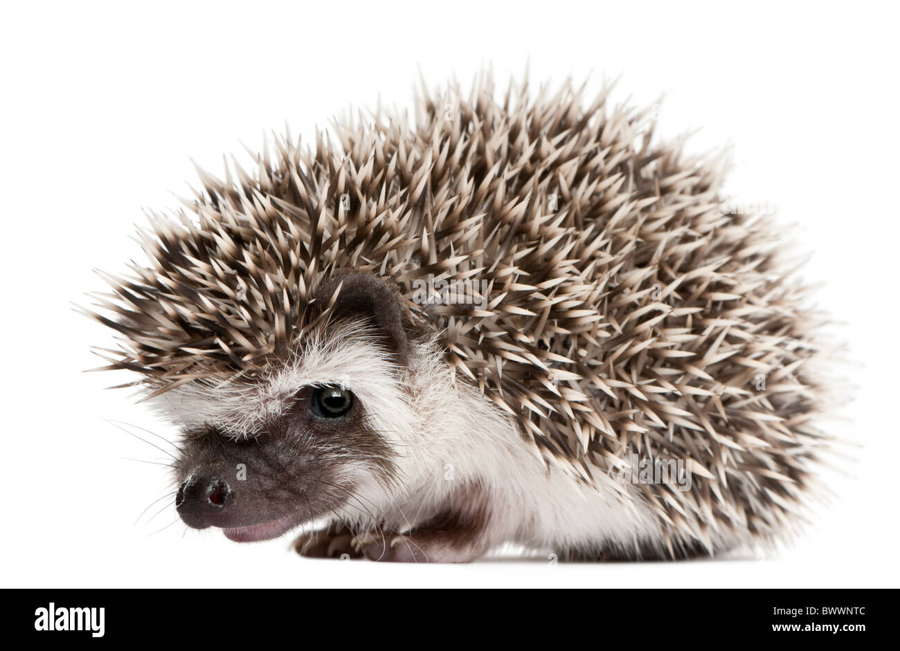 Hedgehog side view Cut Out Stock Images & Pictures - Alamy