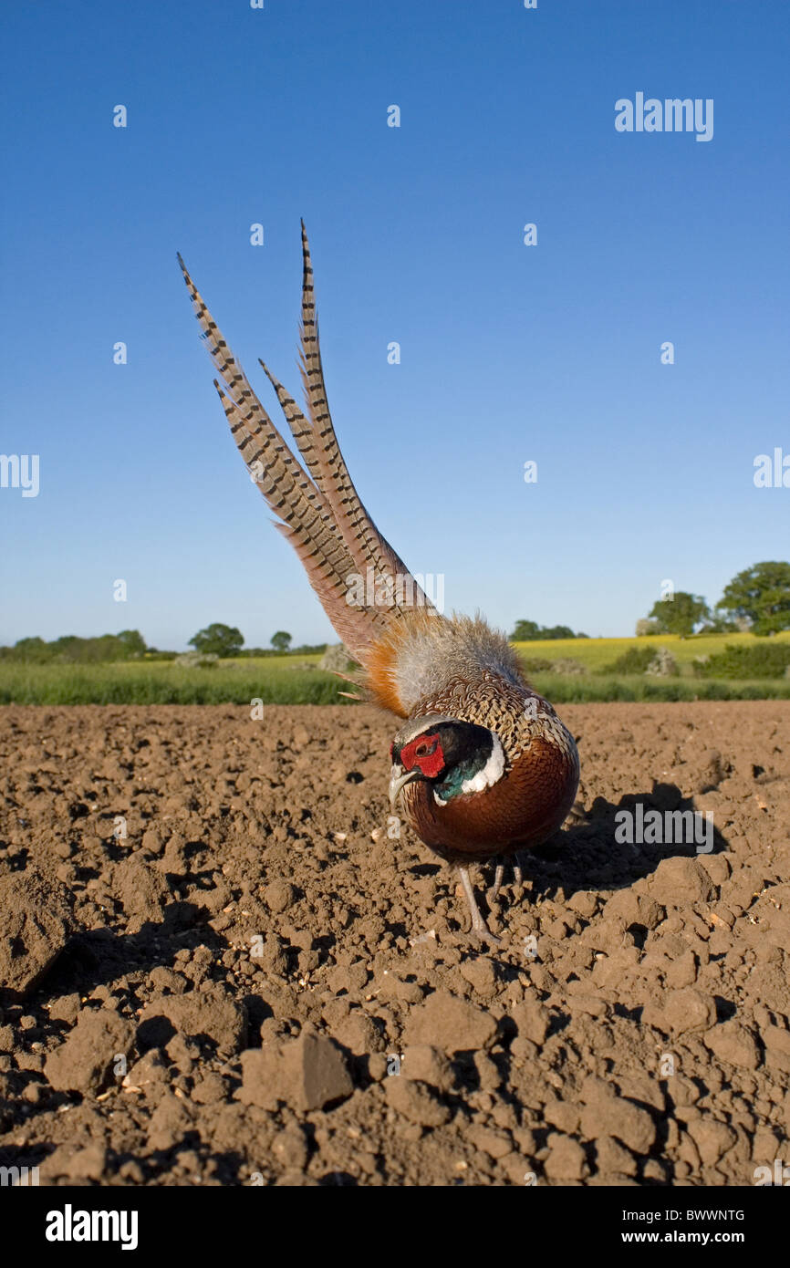 Common Pheasant (Phasianus colchicus) adult male, standing in ploughed field, Suffolk, England ...