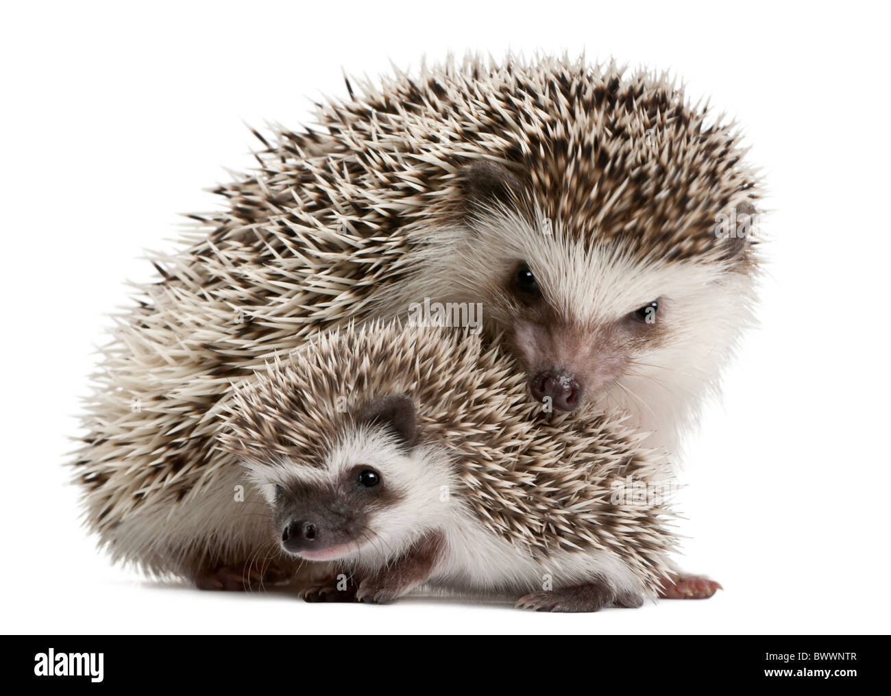Four-toed Hedgehogs, Atelerix albiventris, 3 weeks old, in front of ...