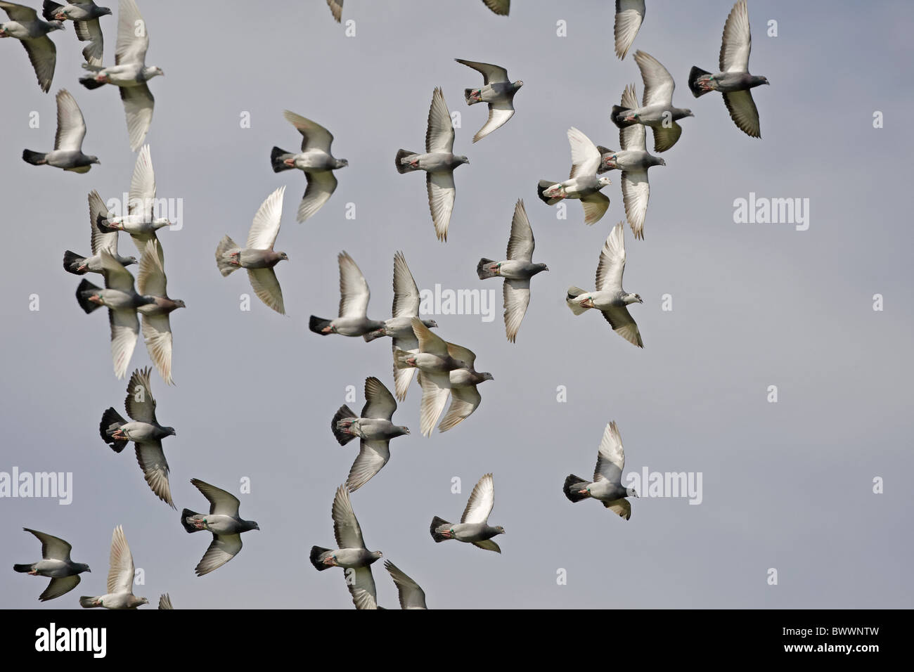 Training racing pigeons hi-res stock photography and images - Alamy