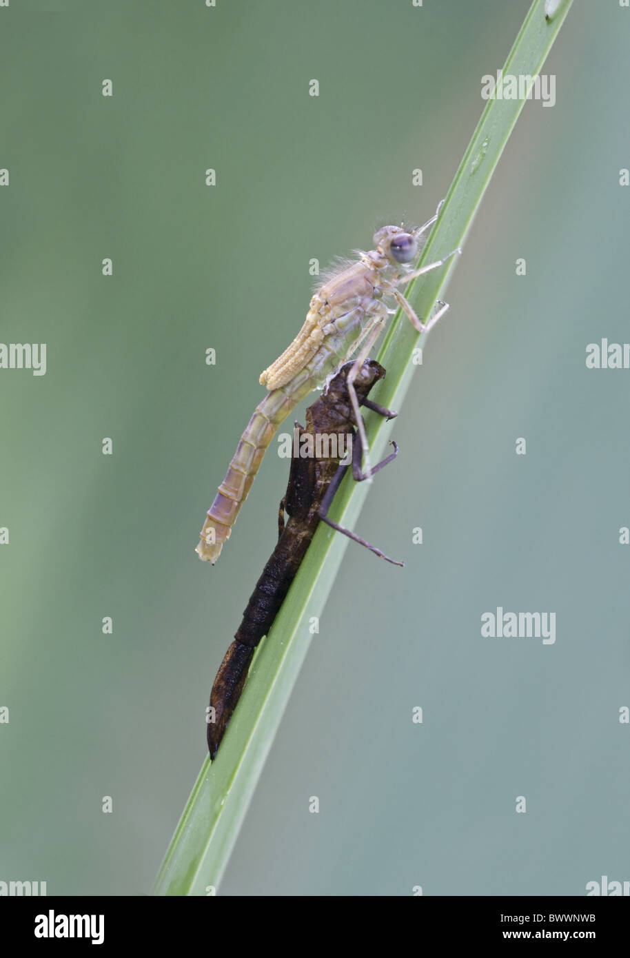 invertebrate invertebrates animal animals arthropod arthropods insect ...