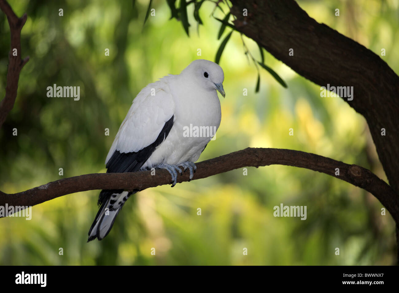 The pied imperial pigeon hi-res stock photography and images - Alamy