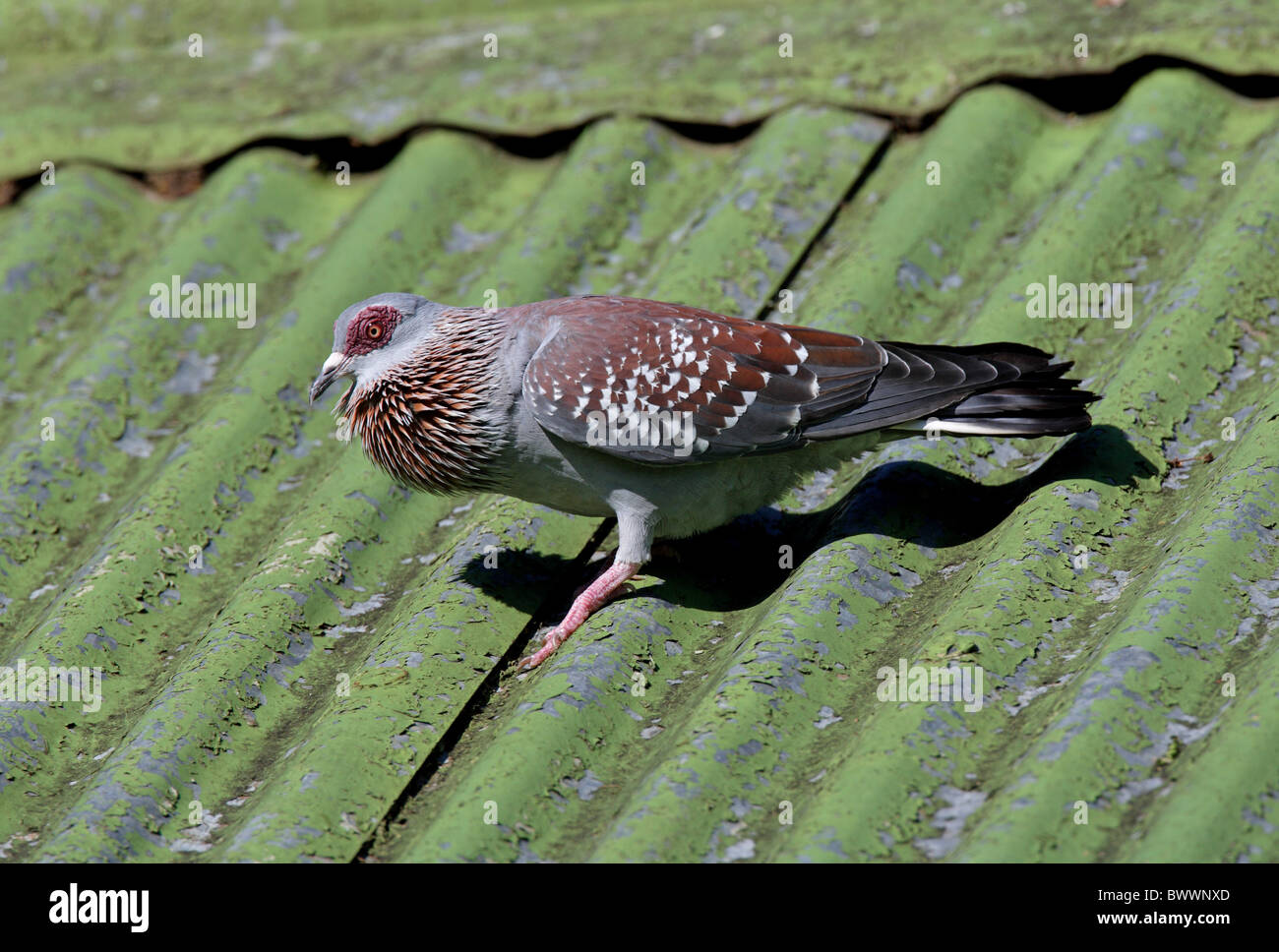 Speckled Pigeon (Columba guinea) adult male, displaying on roof, Lake ...