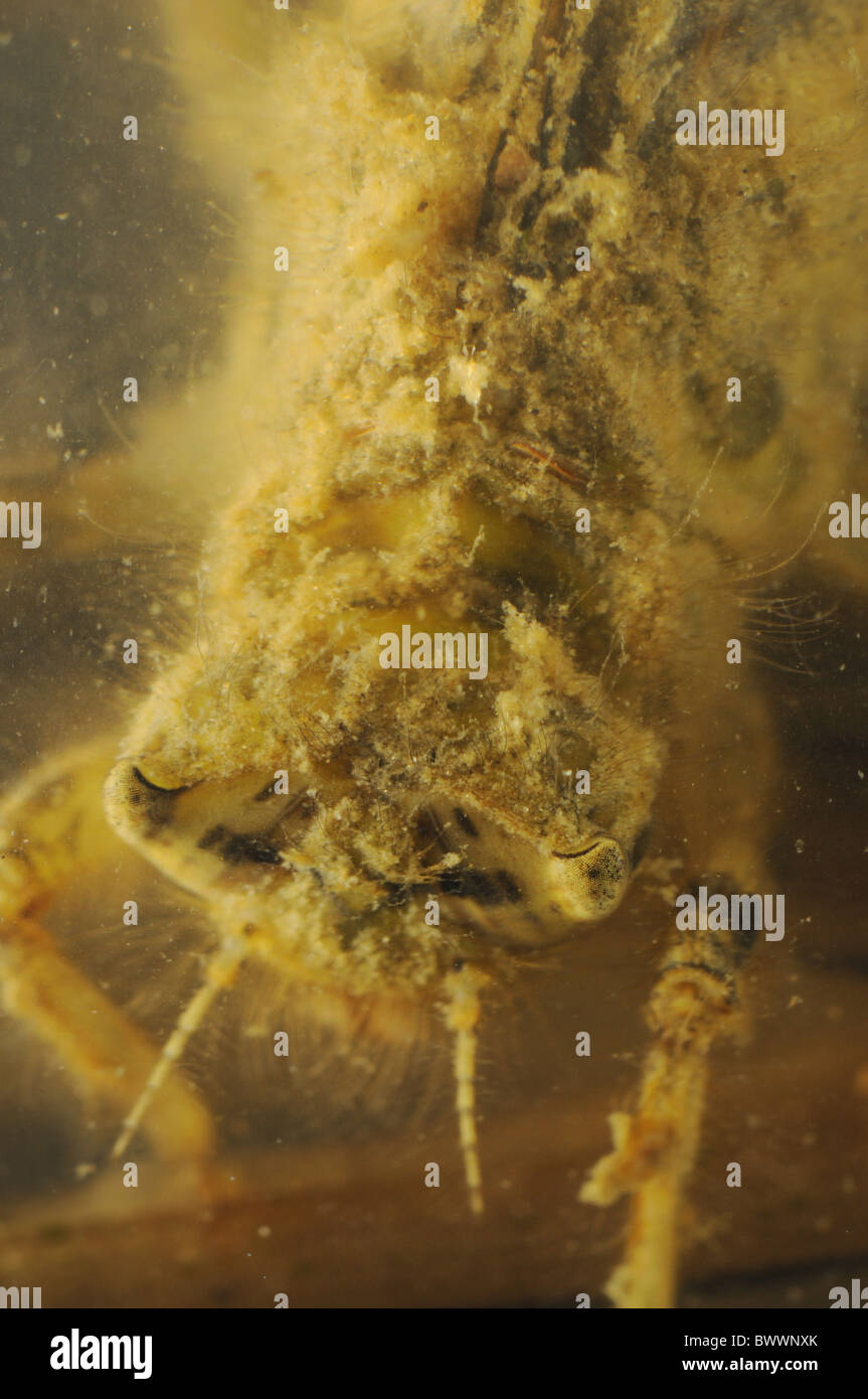 dragonfly freshwater insect Odonata portrait larval stage invertebrate ...