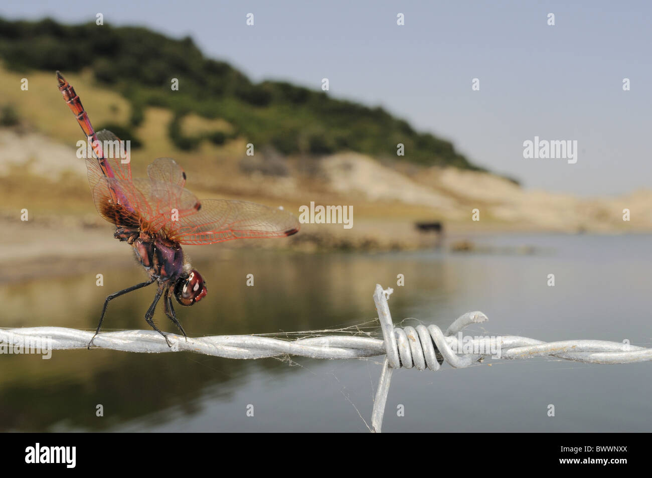 Violet Dropwing (Trithemis annulata) adult, on barbed wire beside ...