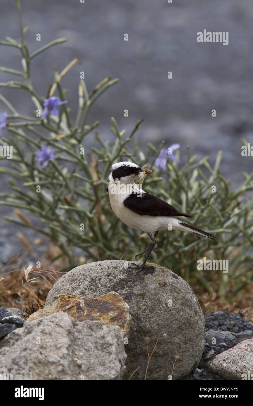 Male Black eared Wheatear Stock Photo - Alamy