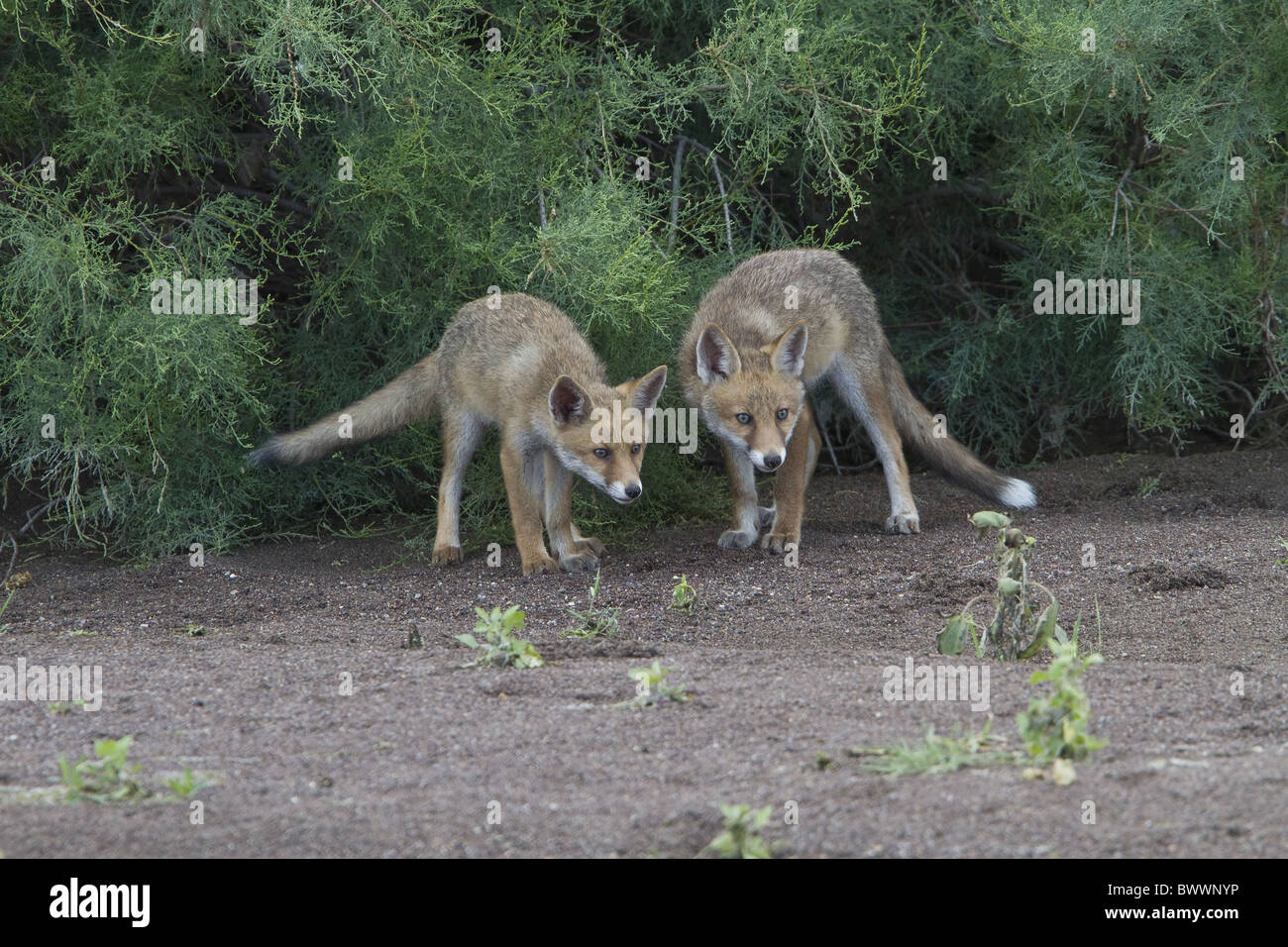 two fox cubs - Lesvos Greece Stock Photo - Alamy