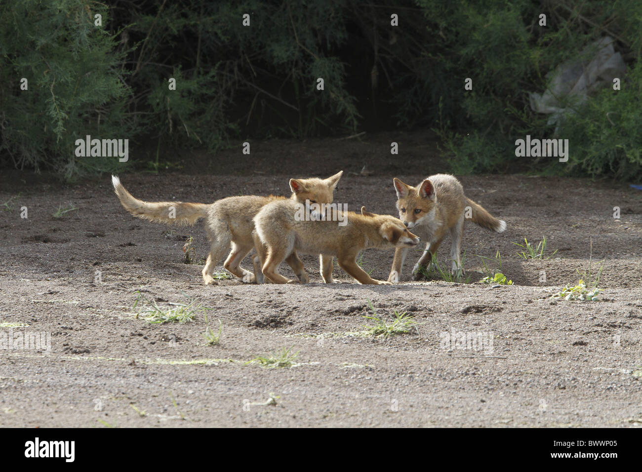 Three foxes hi-res stock photography and images - Alamy