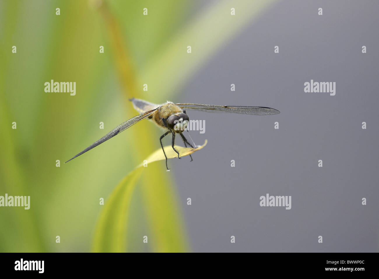 pond colour water insects insect wings chasers Aeshnidae dragonfly ...