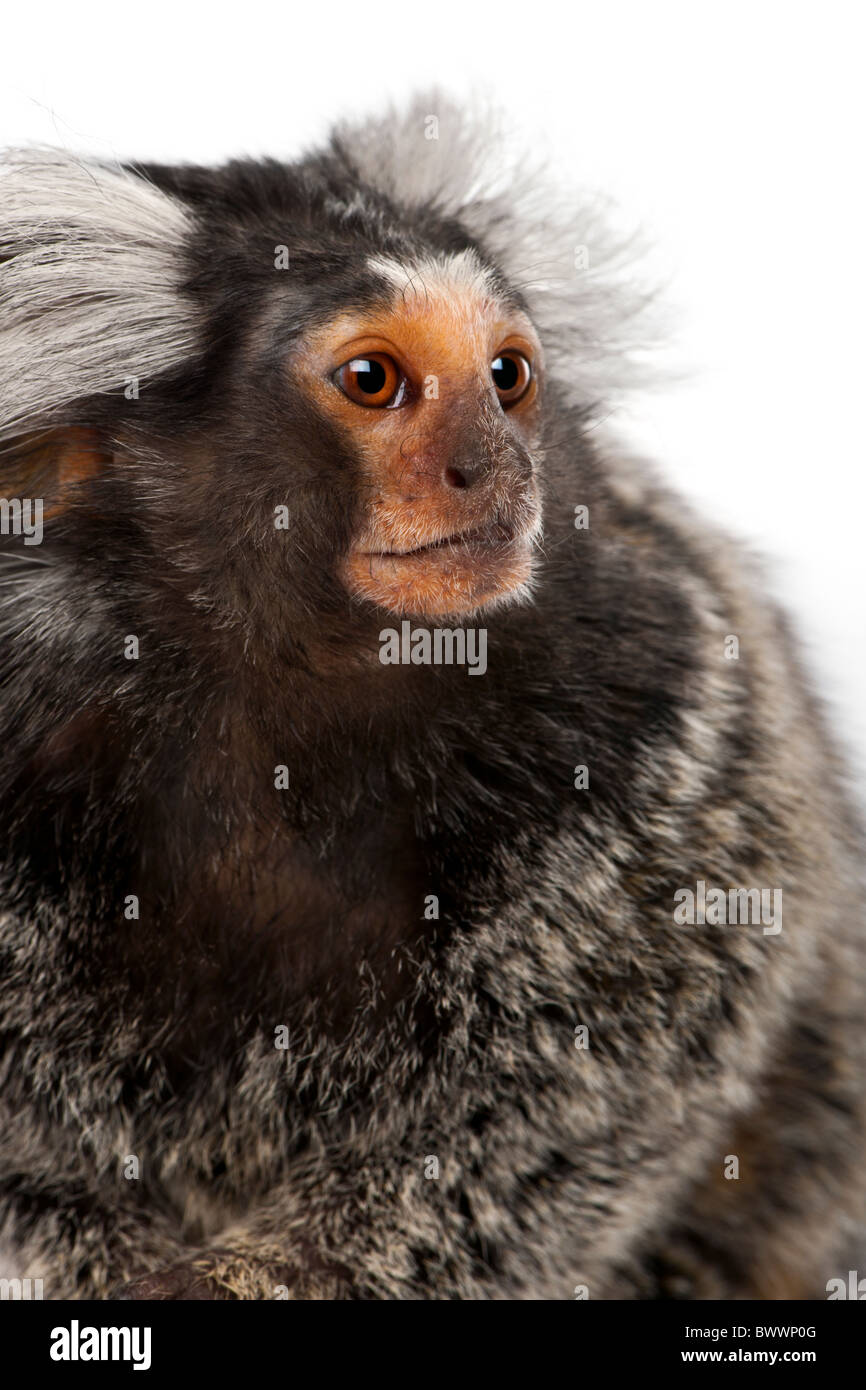 Common Marmoset, Callithrix jacchus, 2 years old, in front of white ...