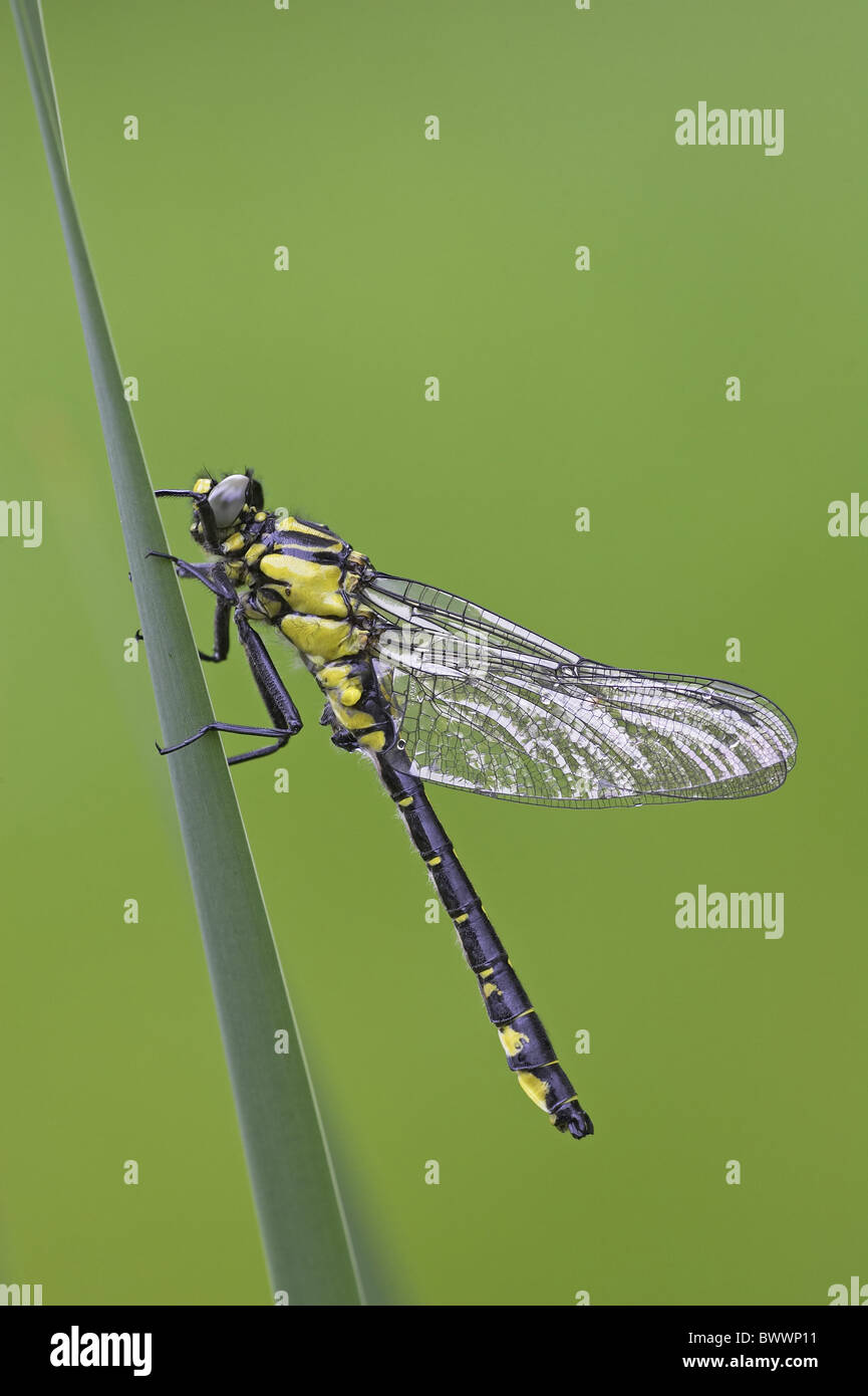 wings water Warwickshire spring pond insects insect gomphus ...