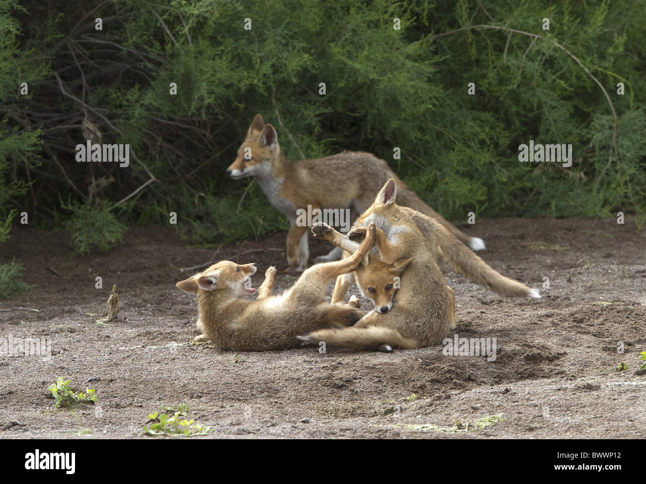 four fox cubs interacting Stock Photo - Alamy