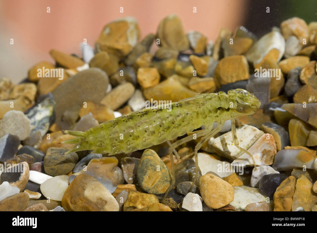 invertebrate invertebrates animal animals arthropod arthropods insect ...