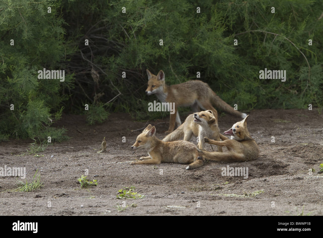 four fox cubs interacting Stock Photo - Alamy