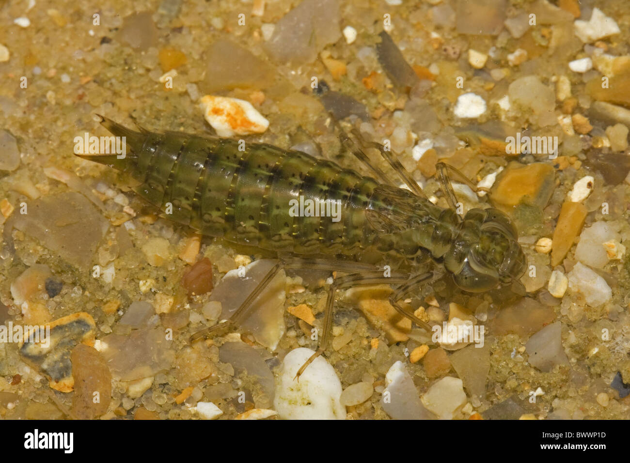 invertebrate invertebrates animal animals arthropod arthropods insect ...