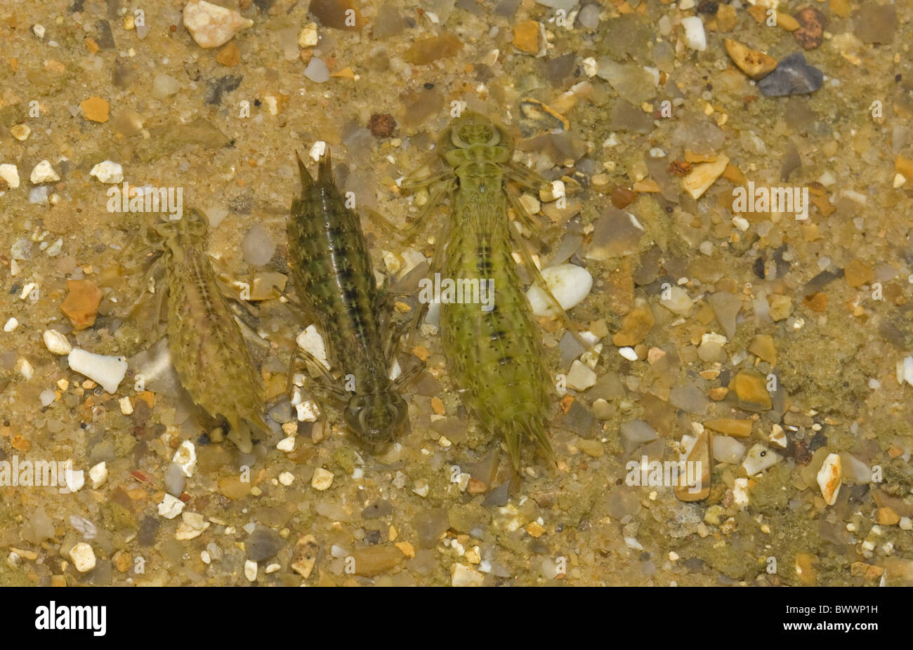 Three nymphs hi-res stock photography and images - Alamy