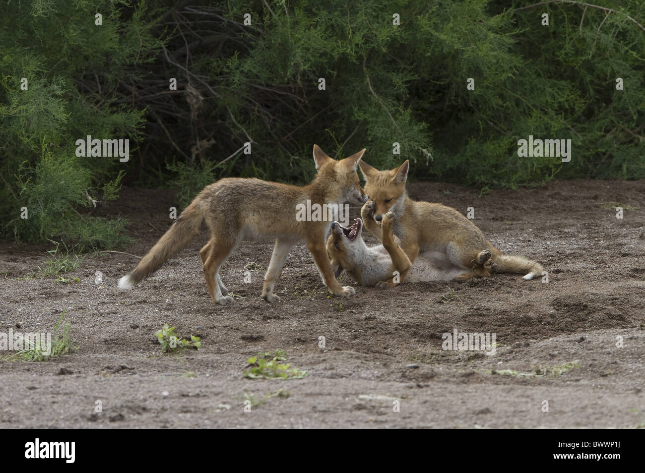 four fox cubs interacting Stock Photo - Alamy