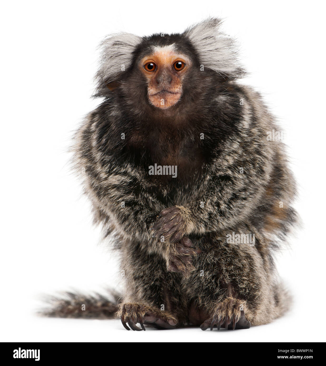 Common Marmoset, Callithrix jacchus, 2 years old, sitting in front of ...