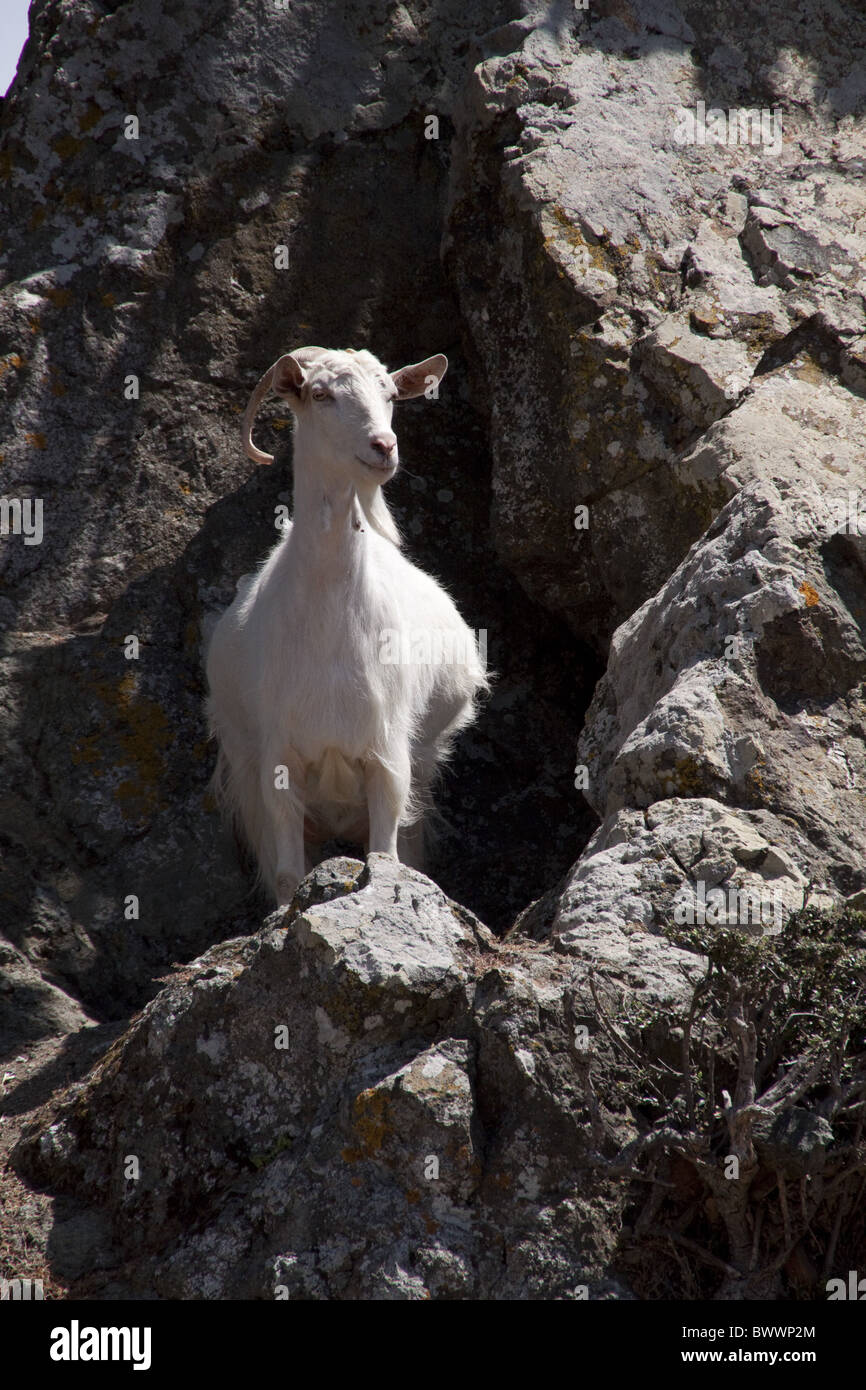 white goat on rocks - Lesvos Greece Stock Photo - Alamy