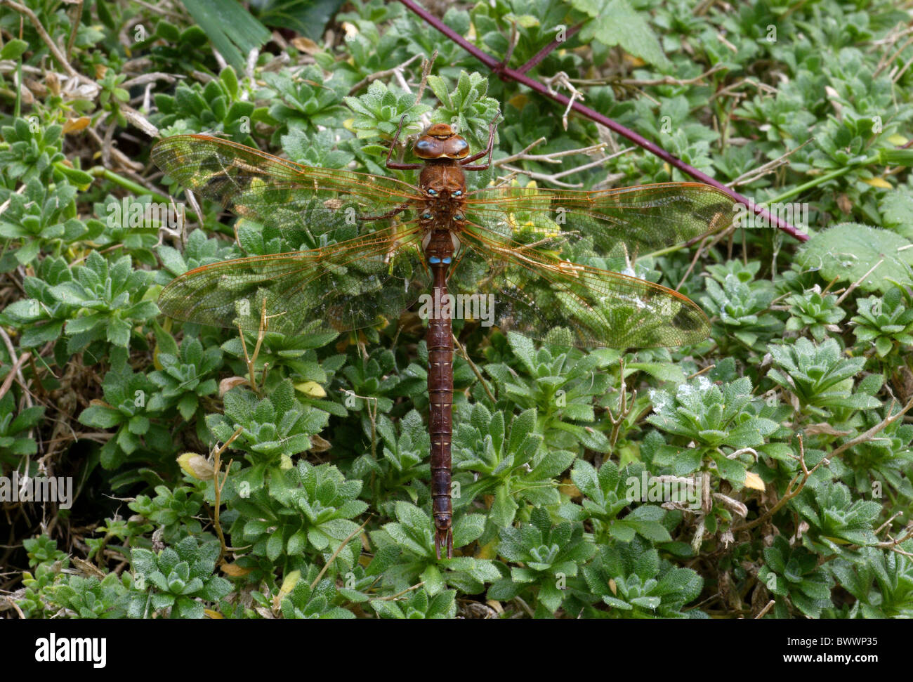 invertebrate invertebrates animal animals arthropod arthropods insect ...