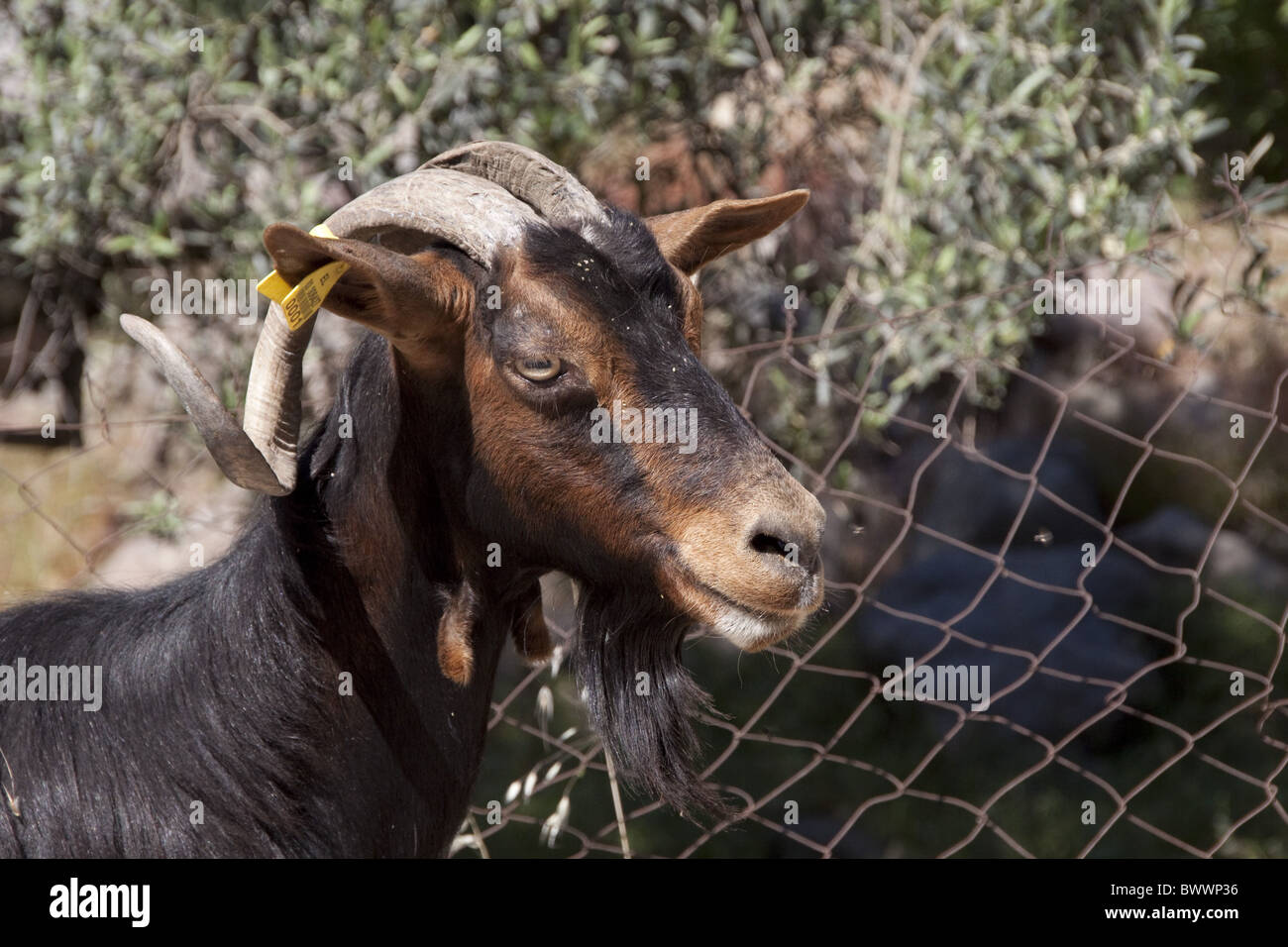 goat with ear tag Stock Photo - Alamy