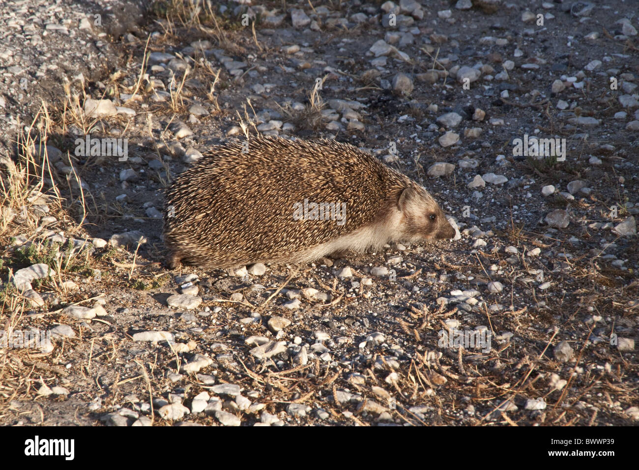 Eastern hedgehog hi-res stock photography and images - Alamy