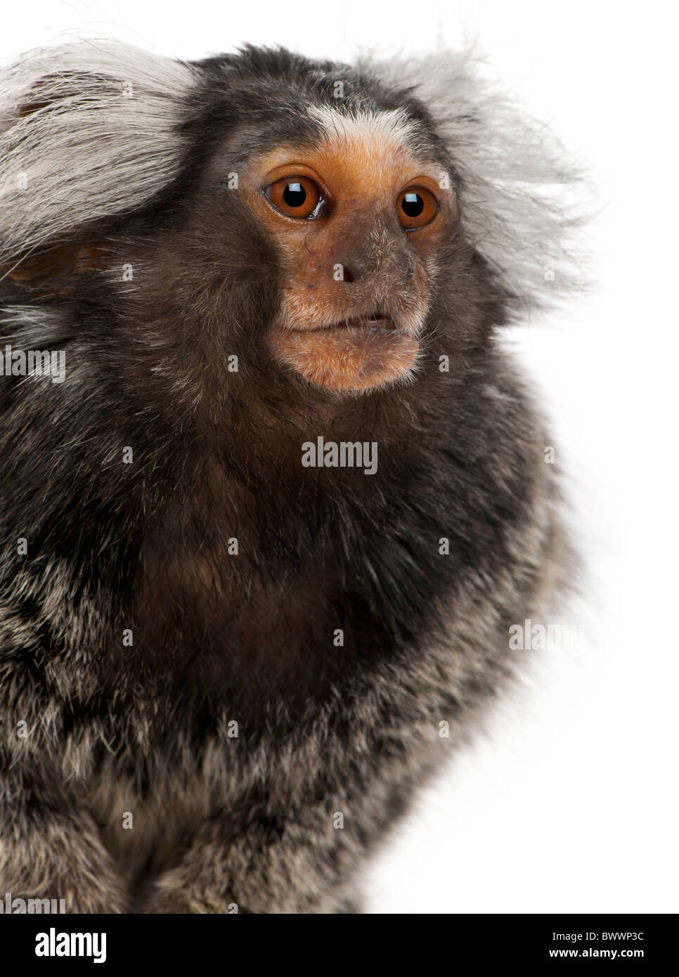 Common marmoset hi-res stock photography and images - Alamy