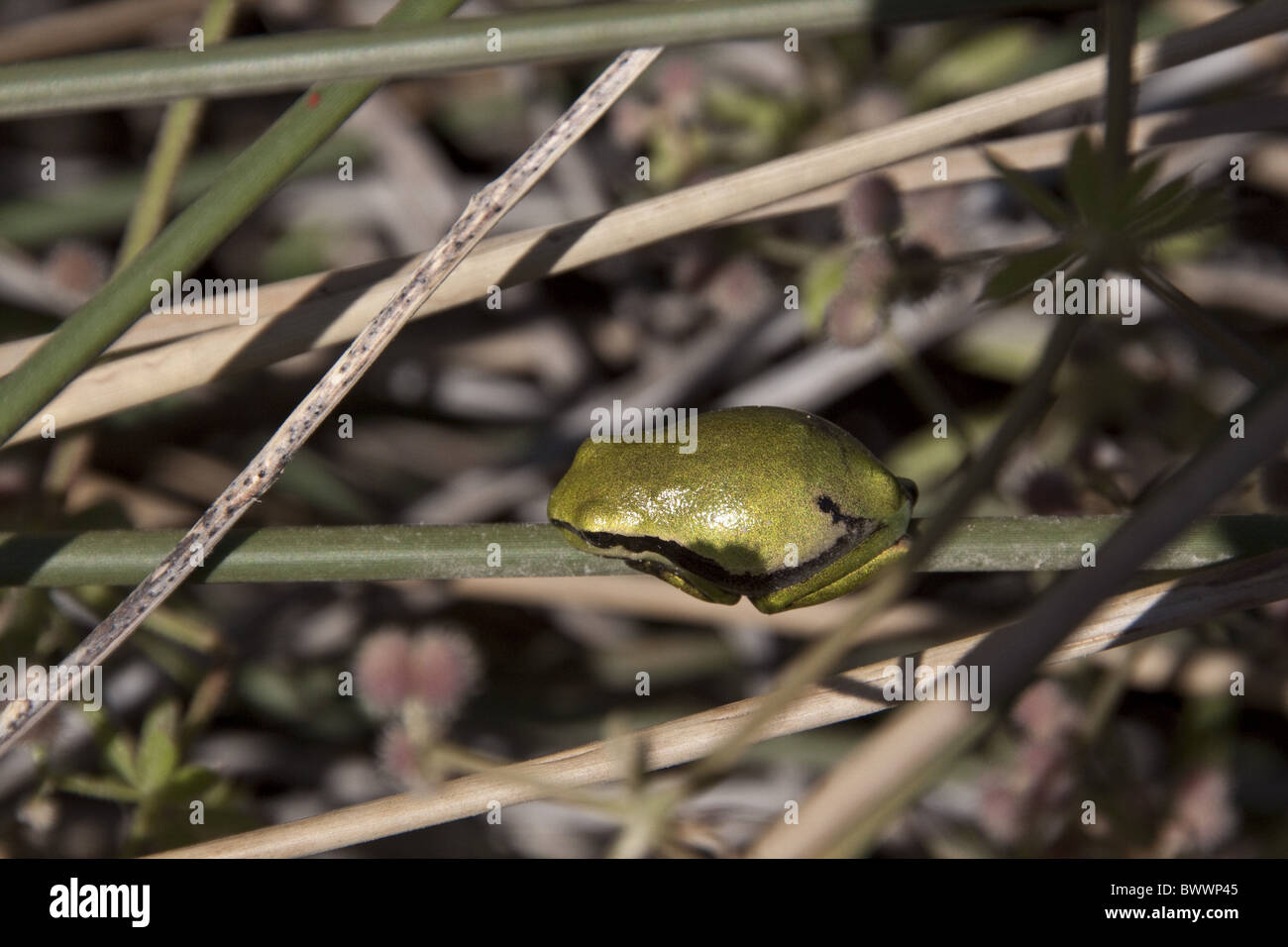 Common Tree Frog - lesvos, Greece Stock Photo - Alamy
