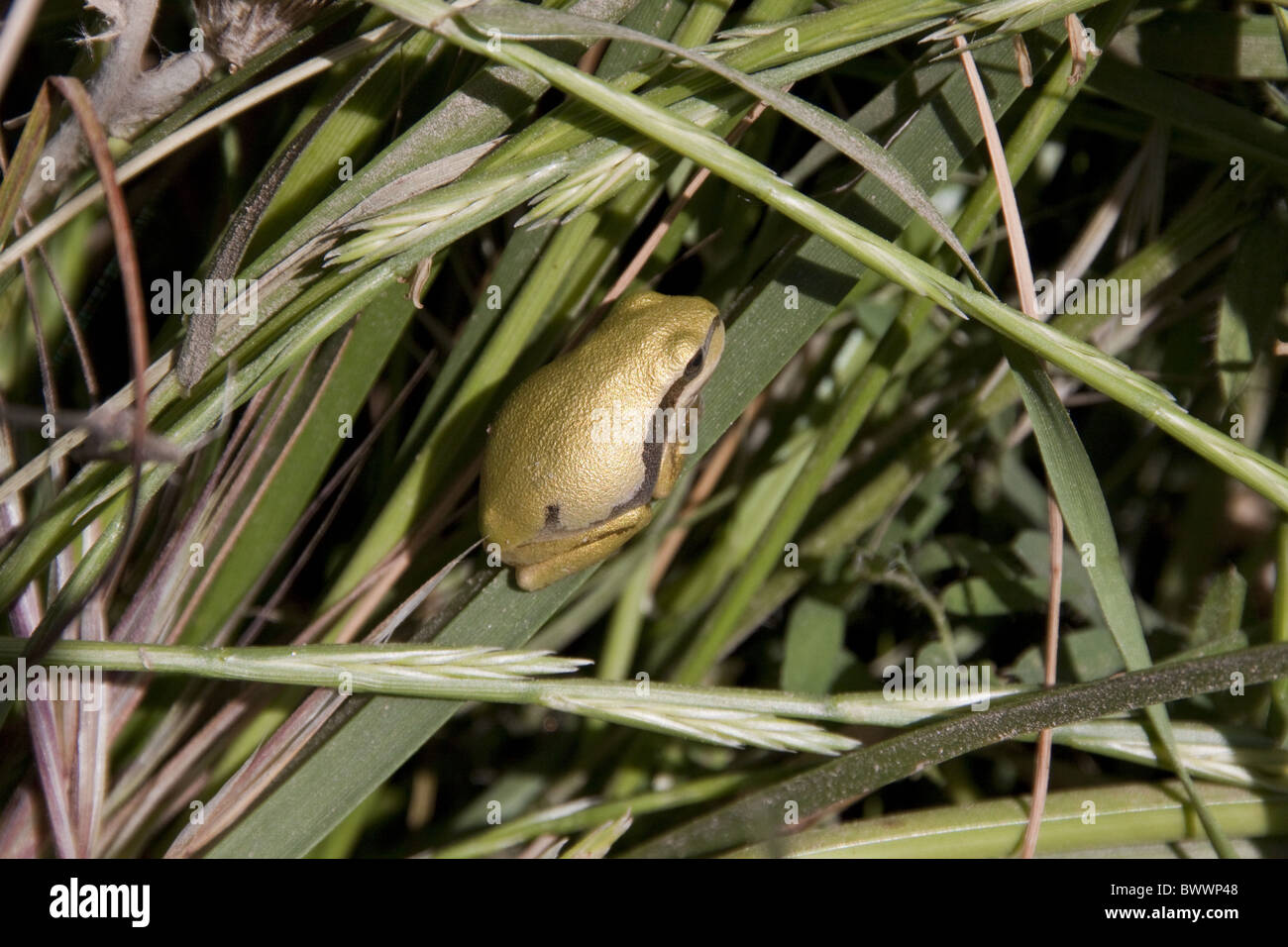 Common Tree Frog - lesvos, Greece Stock Photo - Alamy