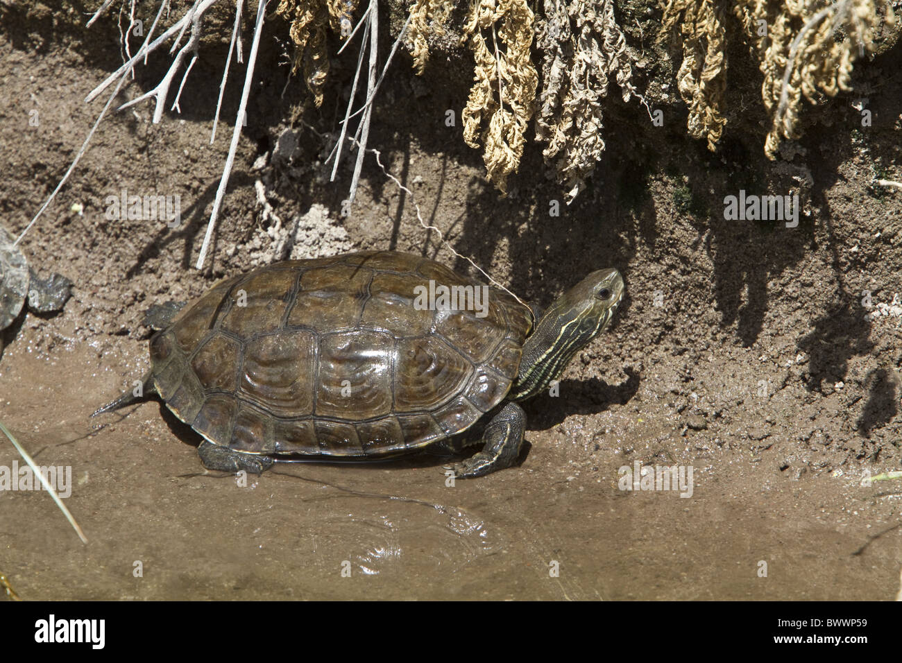 stripe necked terrapin Stock Photo - Alamy