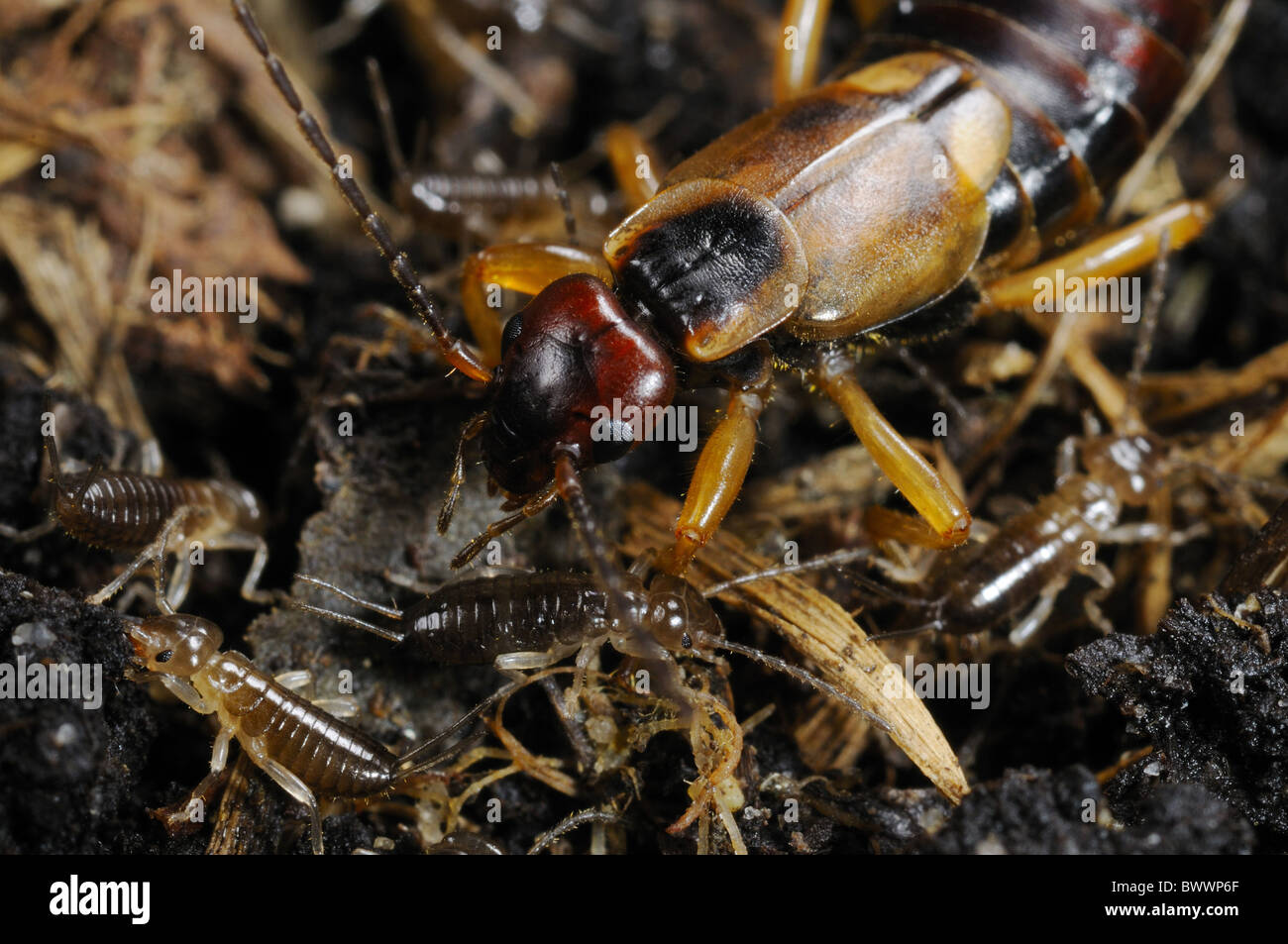 Forficula auricularia Insects Invertebrates parental care invertebrate ...