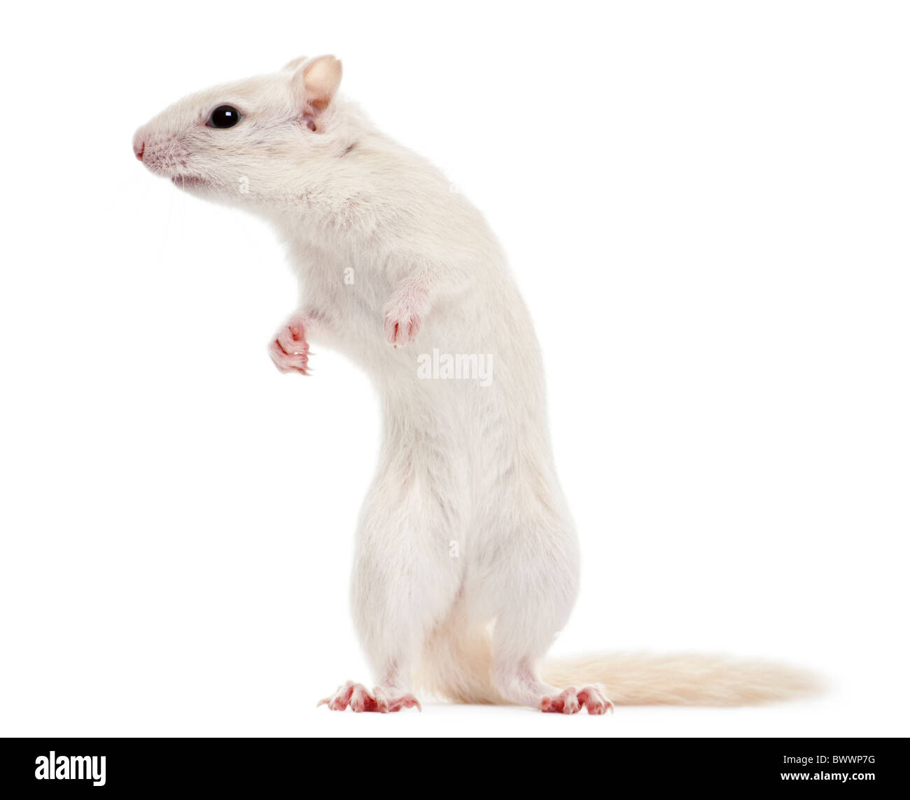 Eastern Chipmunk, Tamias striatus, 2 years old, standing in front of ...