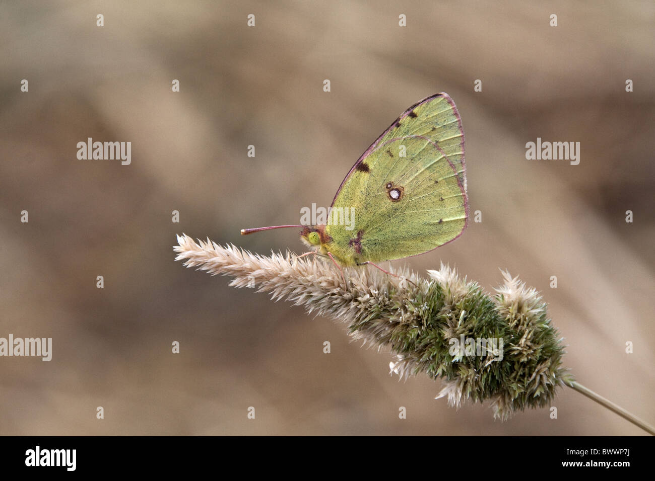 clouded yellow butterfly Stock Photo - Alamy