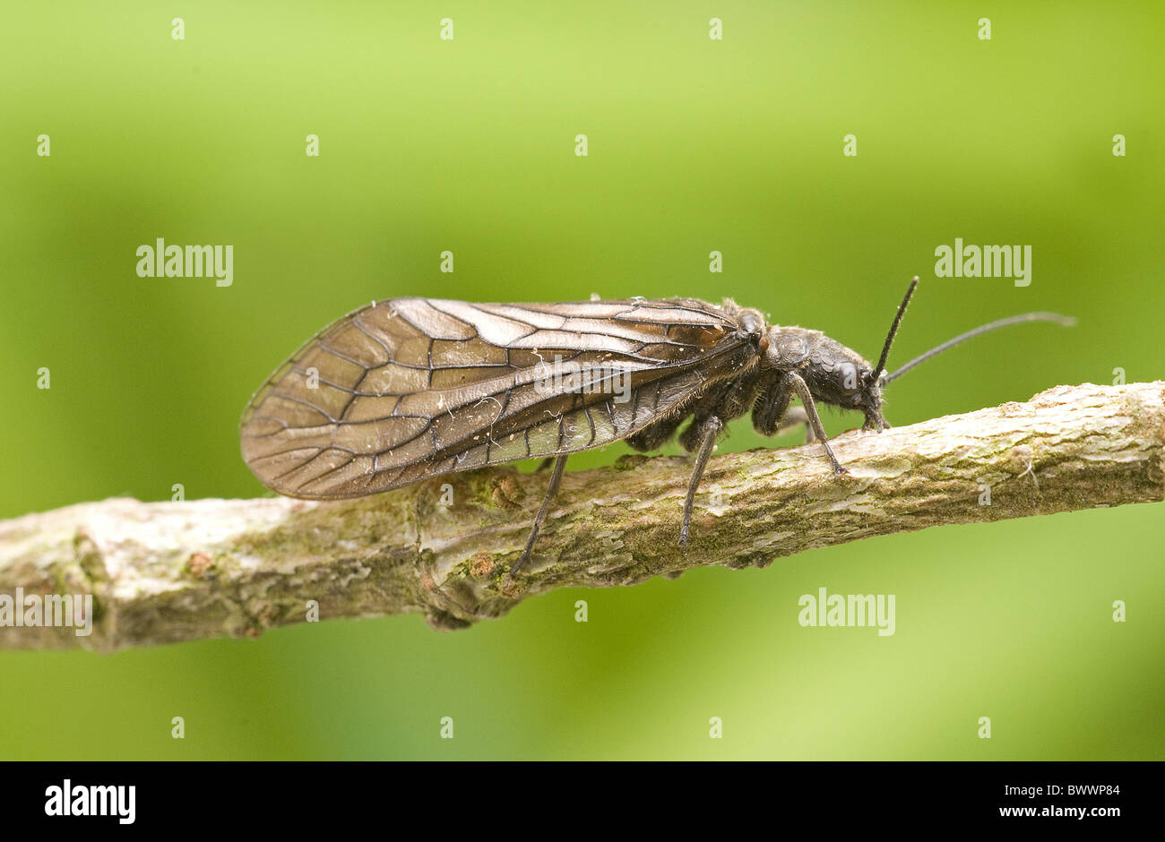 invertebrate invertebrates animal animals arthropod arthropods insect ...