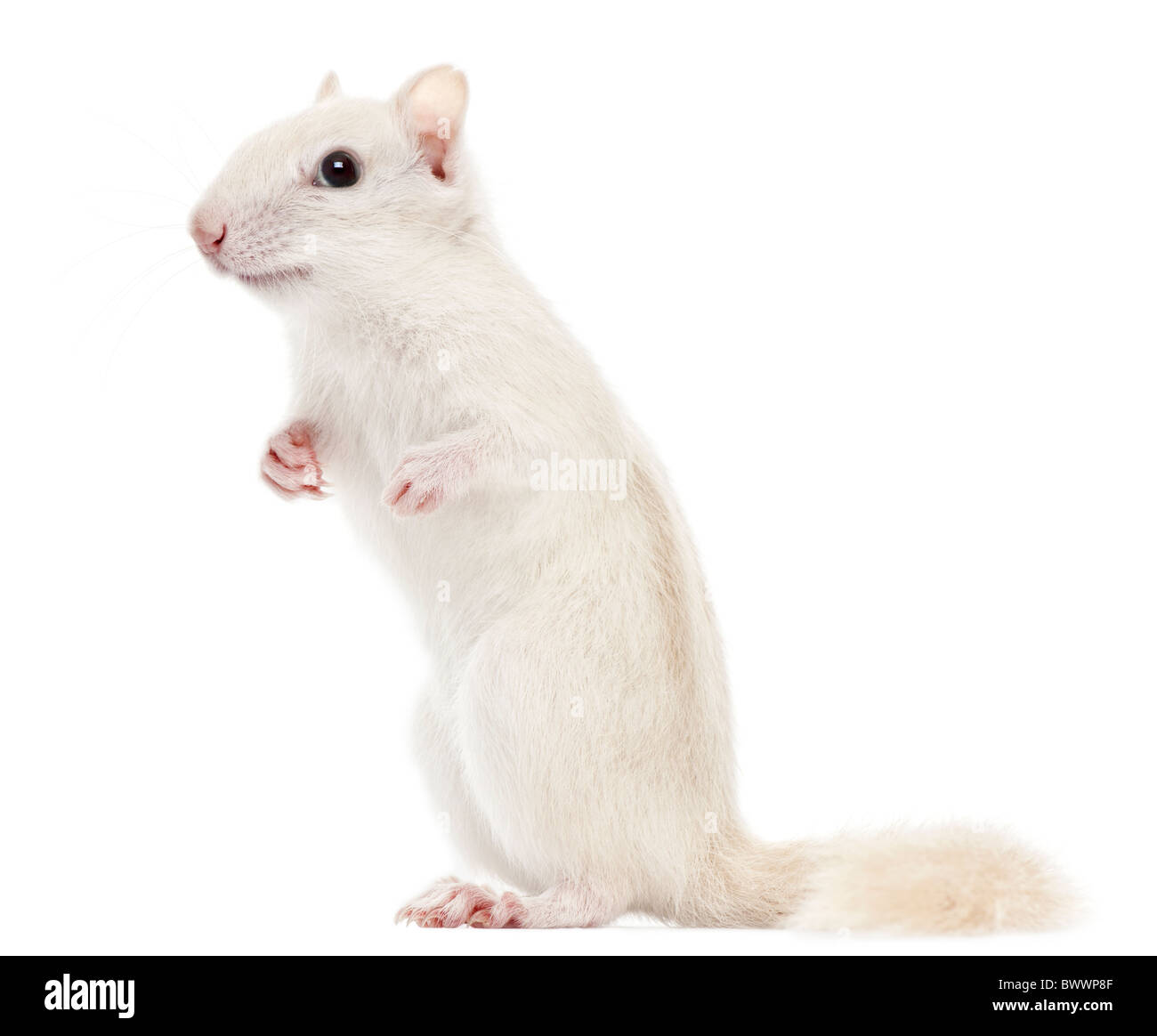 Eastern Chipmunk, Tamias striatus, 2 years old, standing in front of ...