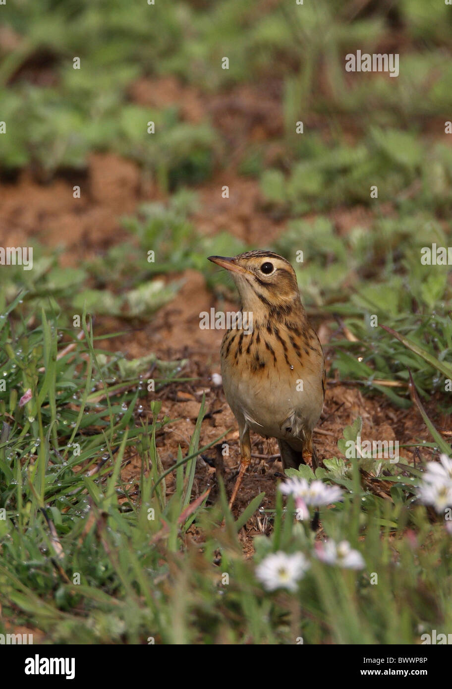 Richard's Pipit (Anthus richardi) adult, standing in wet grassy field ...