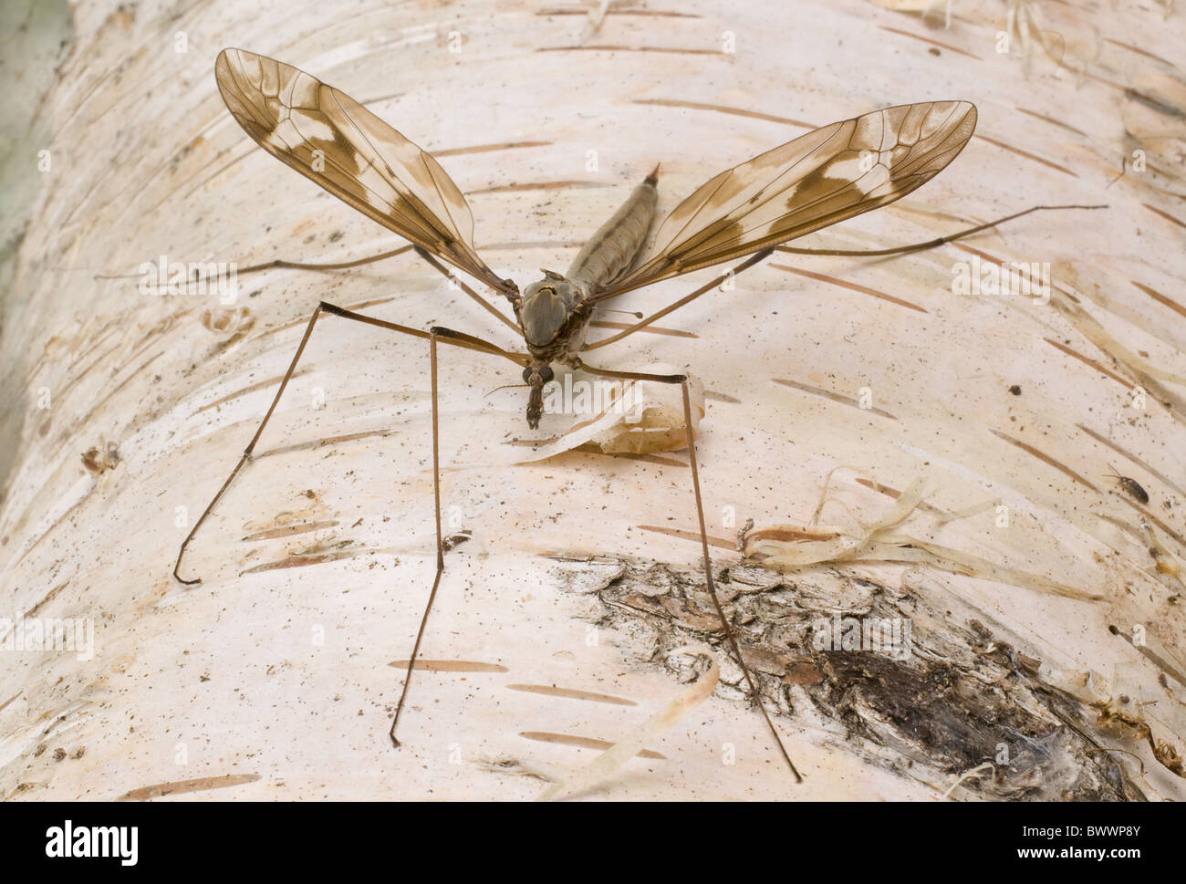 invertebrate invertebrates animal animals arthropod arthropods insect ...