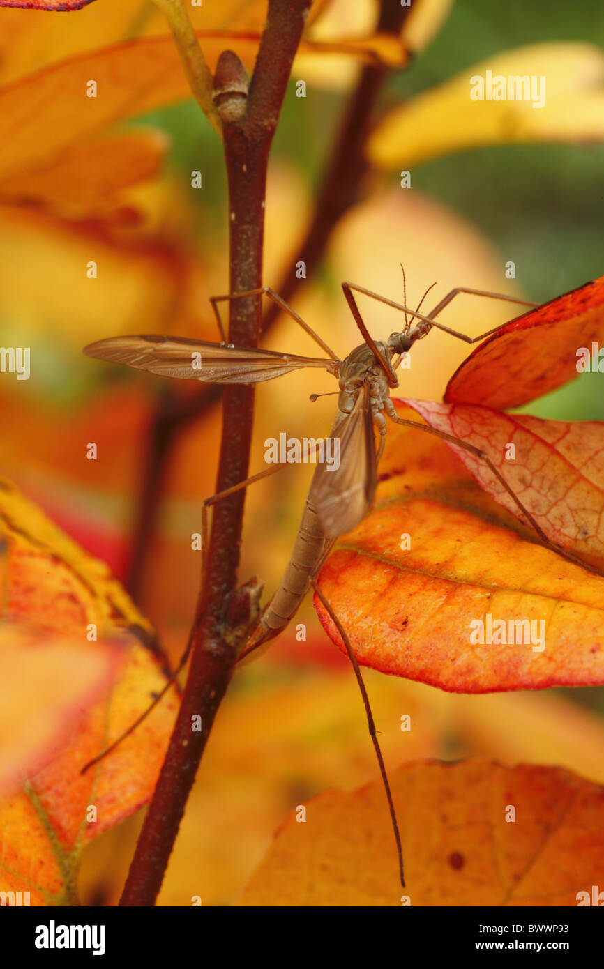 tipula oleracea crane-fly crane daddy-long-legs insect bug nature ...