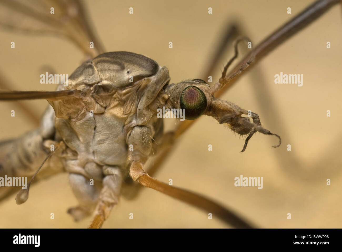 invertebrate invertebrates animal animals arthropod arthropods insect ...