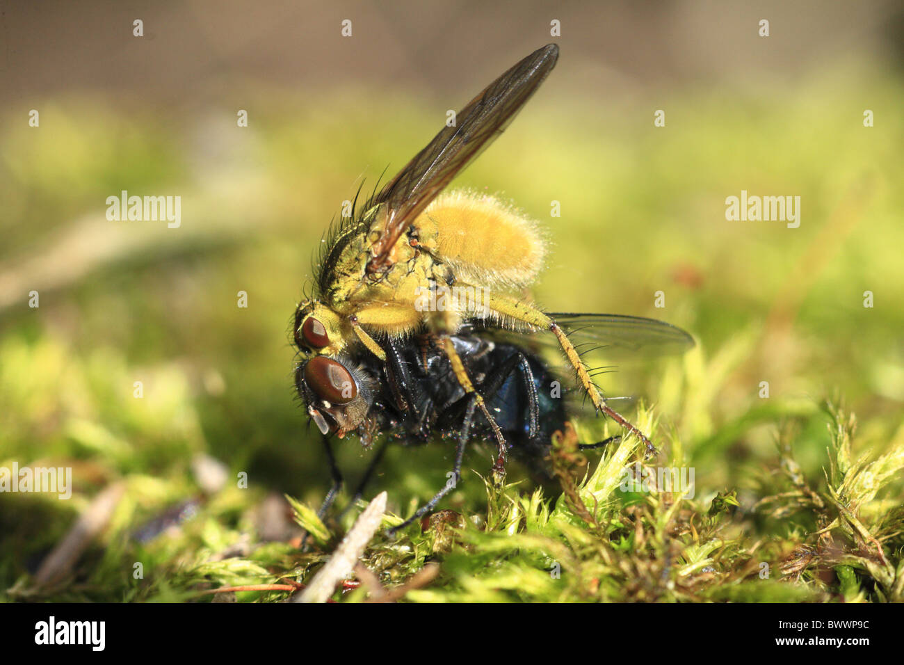 insect bug nature natural wild wildlife environment environmental ...