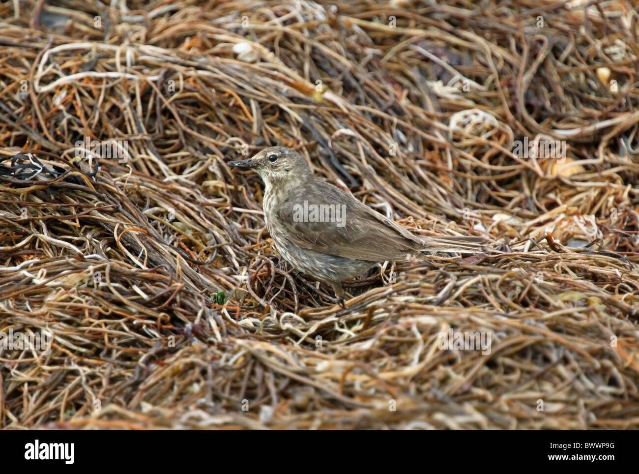 Anthus petrosus petrosus hi-res stock photography and images - Alamy